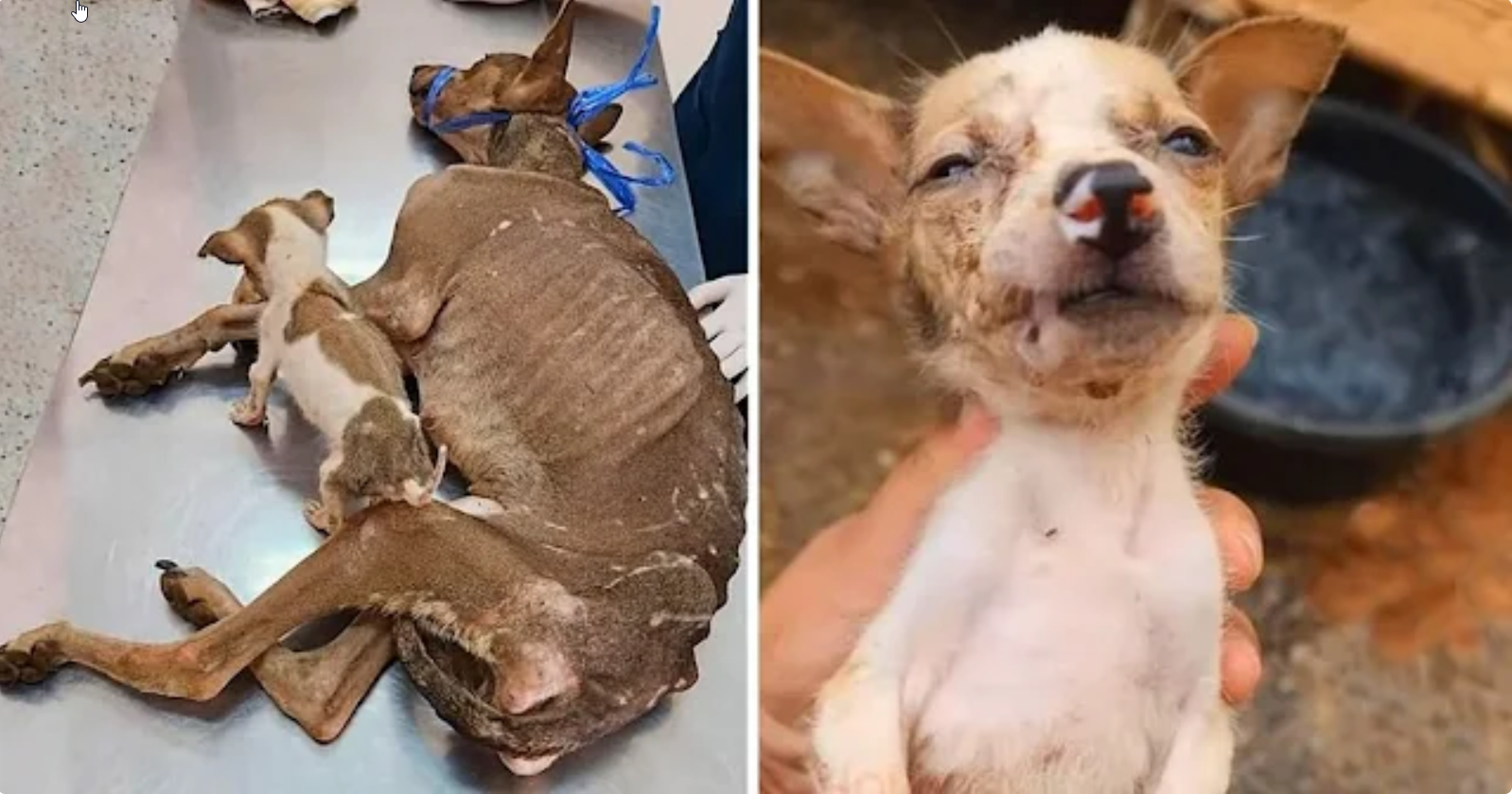The mother dog was just skin and bones, holding her baby and begging ...