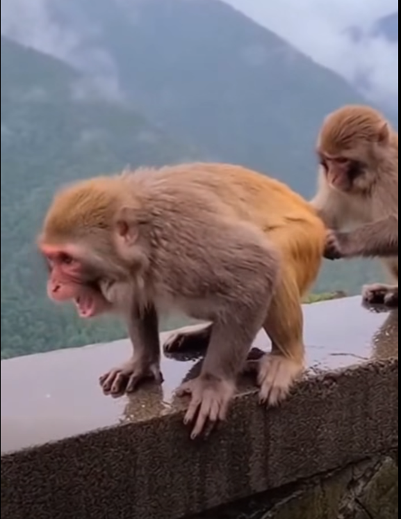 WOW! A Monkey Giving Birth on the Mountain! khanh – REVE
